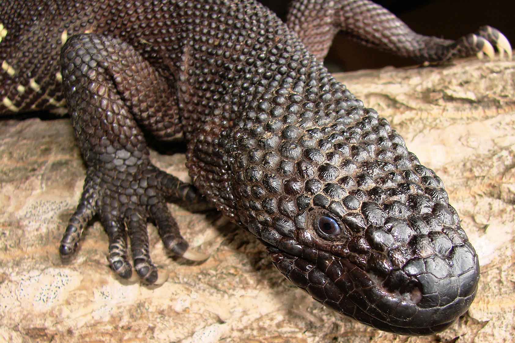 El Heloderma es la primera especie endémica con un genoma secuenciado | Actualidad UVG